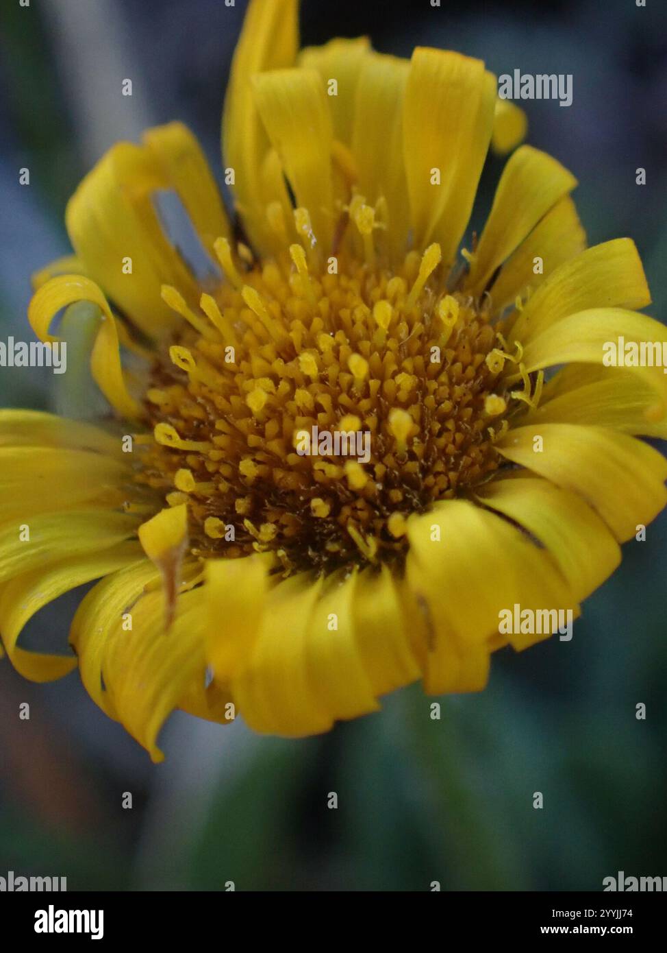 Alpine Yellow Fleabane (Erigeron aureus Stock Photo - Alamy