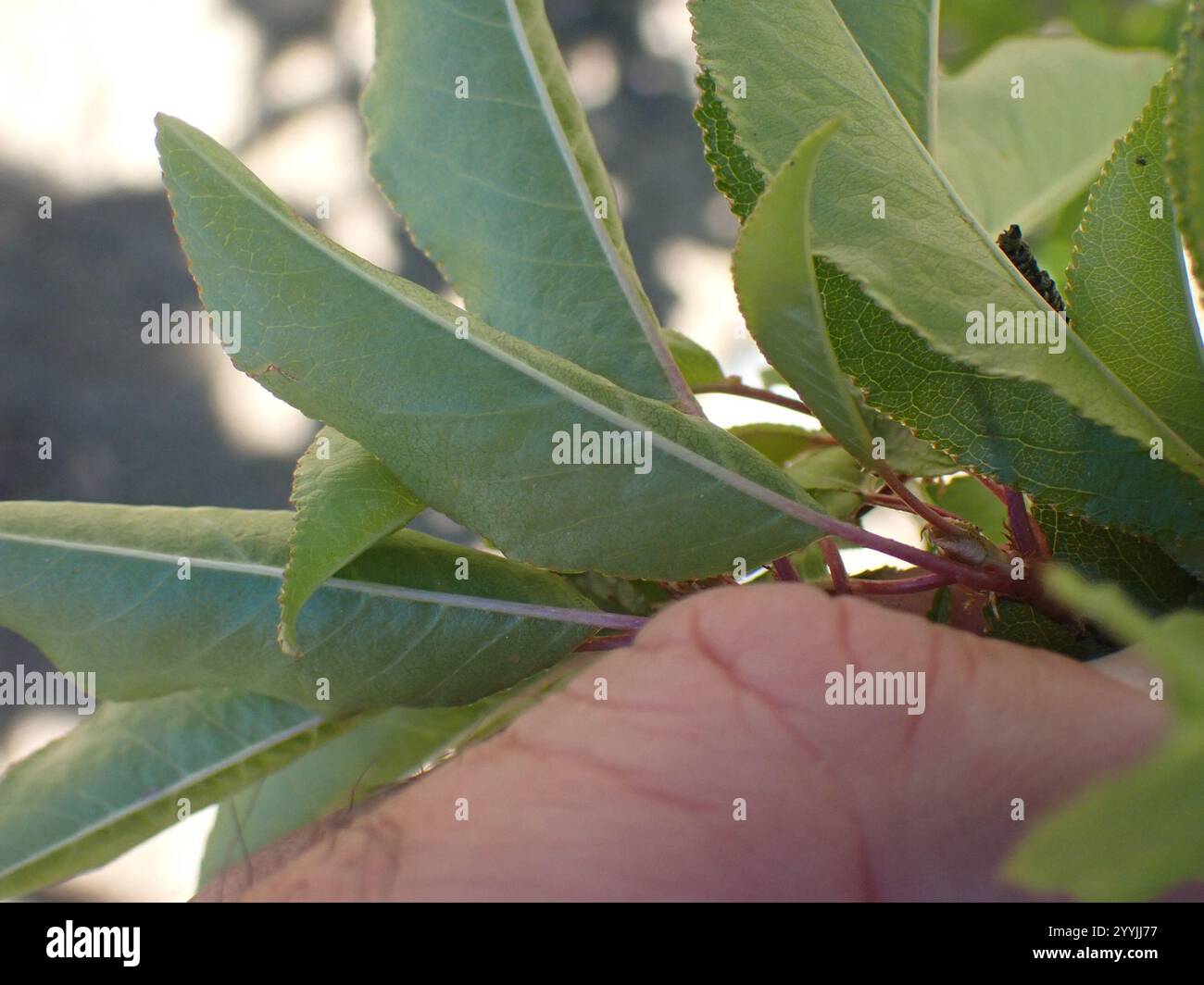 fire cherry (Prunus pensylvanica Stock Photo - Alamy