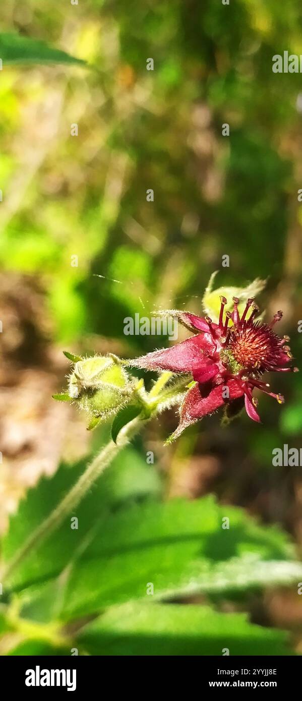 marsh cinquefoil (Comarum palustre Stock Photo - Alamy
