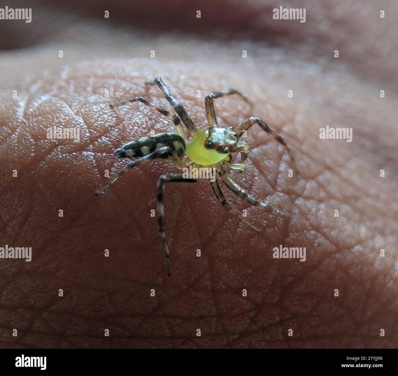 Jumping Spiders (Salticidae Stock Photo - Alamy