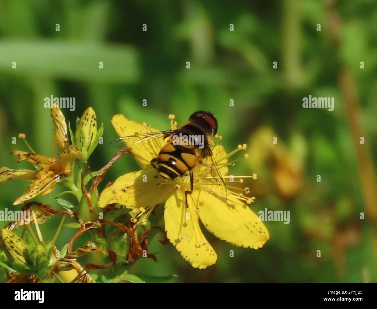 Transverse-banded Flower Fly (Eristalis transversa Stock Photo - Alamy
