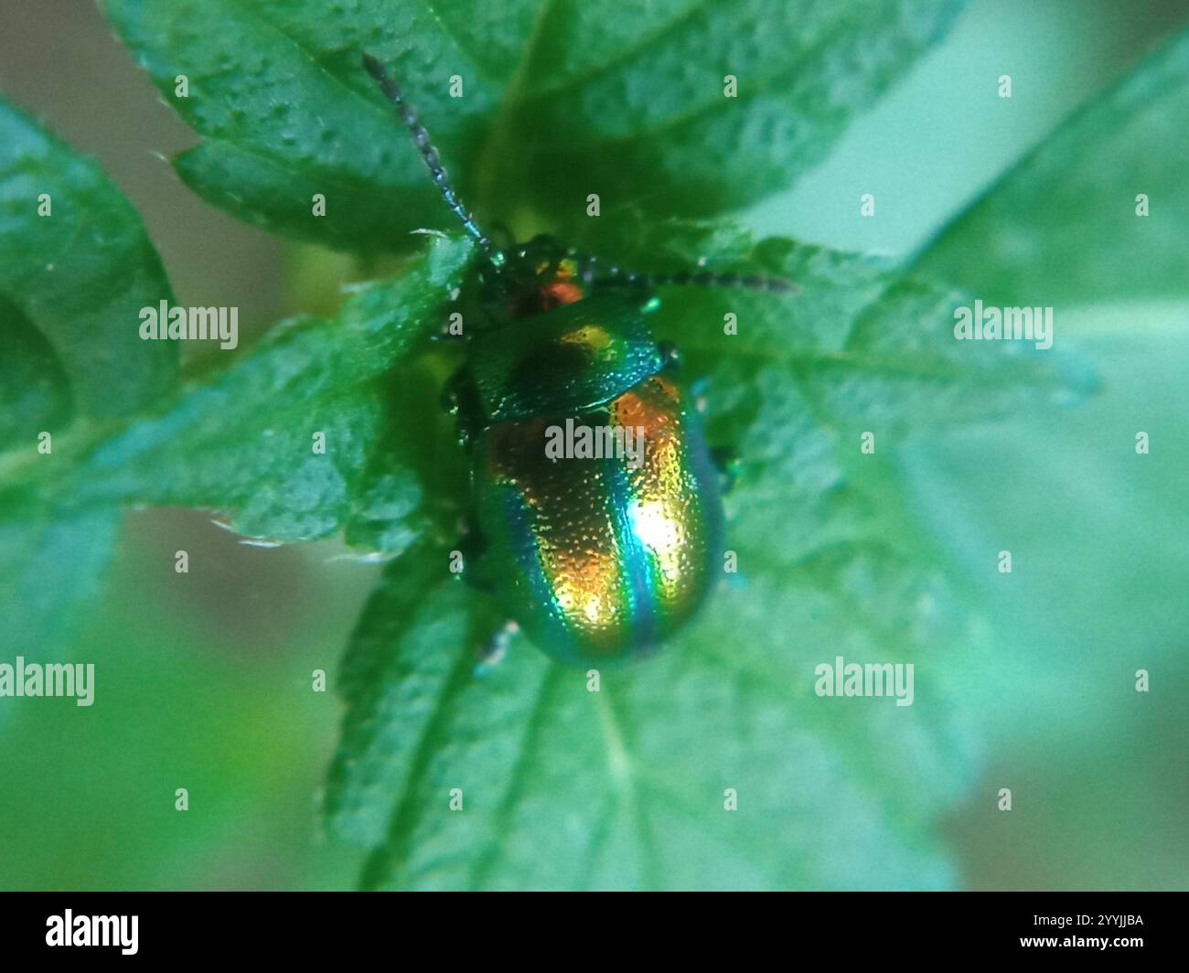 Dead-nettle Leaf Beetle (Fasta fastuosa Stock Photo - Alamy
