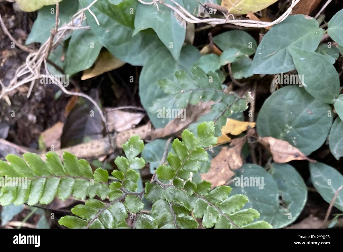 Catclaw vine (Dolichandra unguis-cati Stock Photo - Alamy