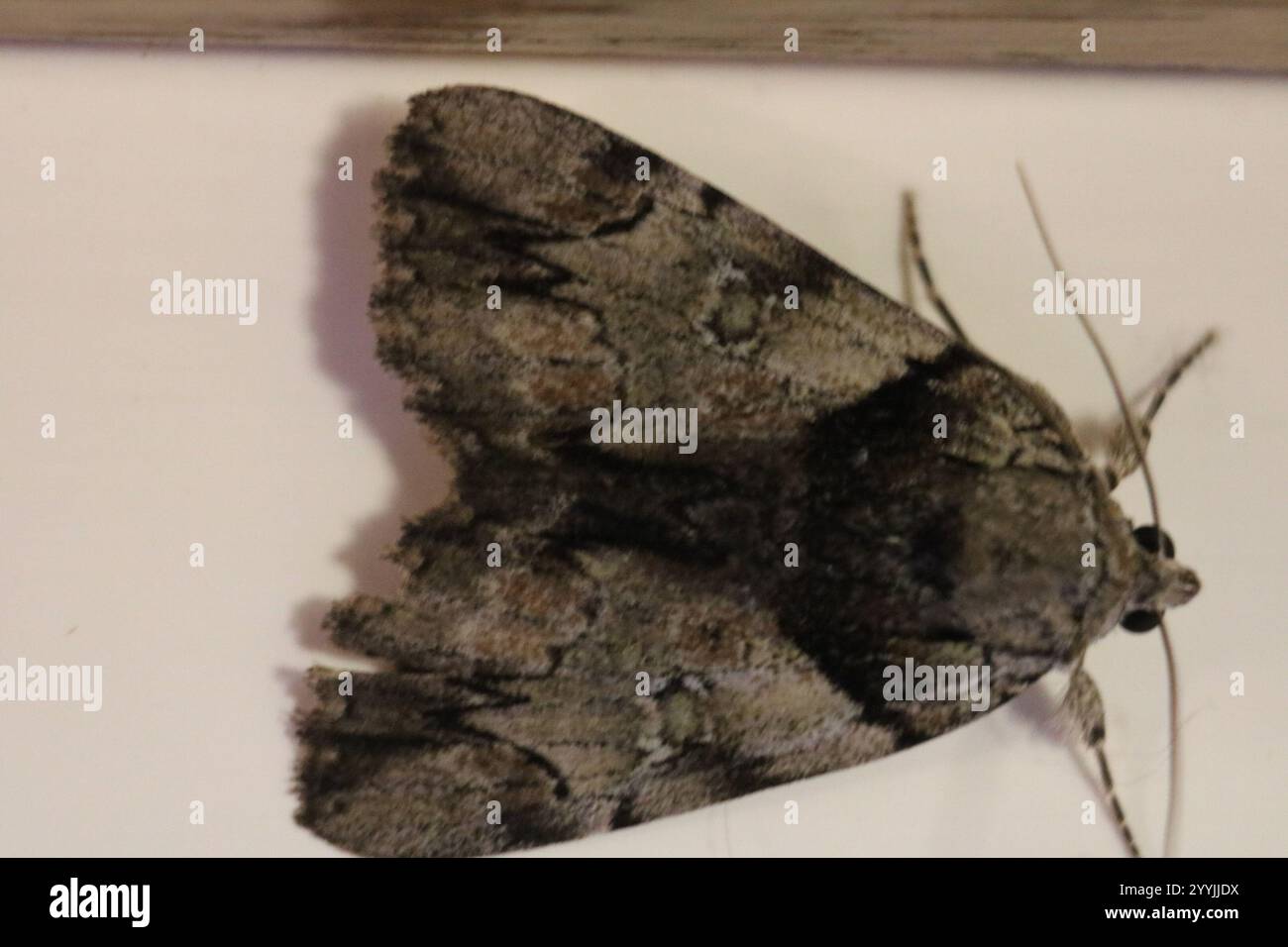 Hawthorn Underwing Moth (Catocala crataegi Stock Photo - Alamy