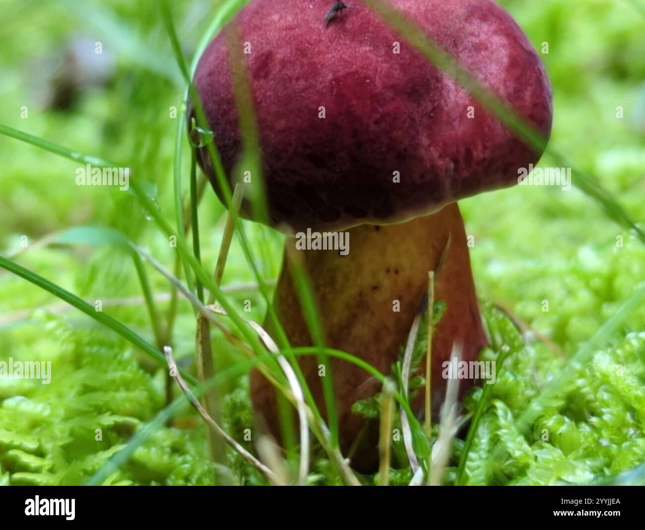 Two colored bolete hi-res stock photography and images - Alamy