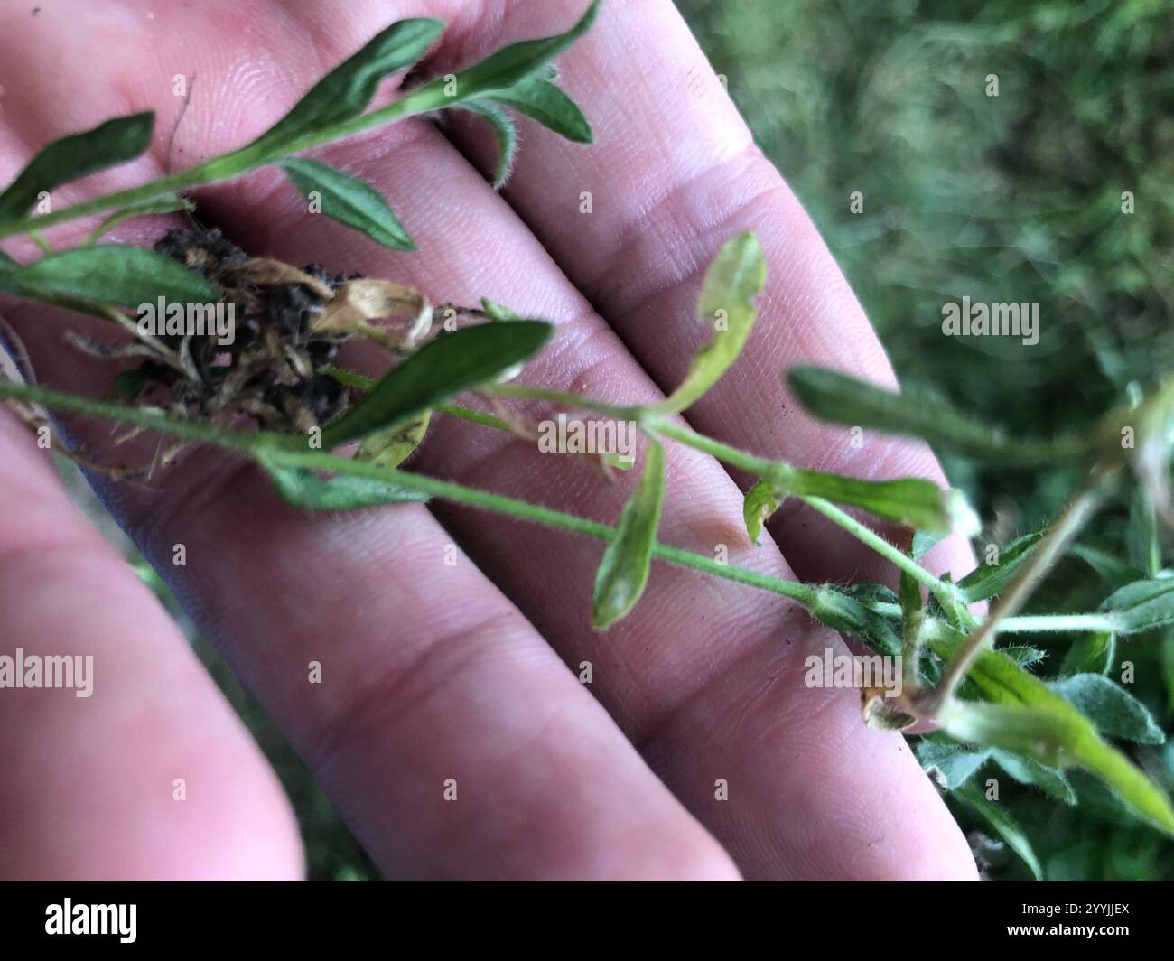 Common mouse-ear chickweed (Cerastium fontanum Stock Photo - Alamy