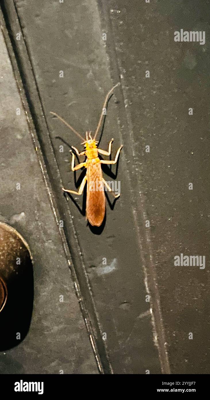 Common Stoneflies (Perlidae Stock Photo - Alamy