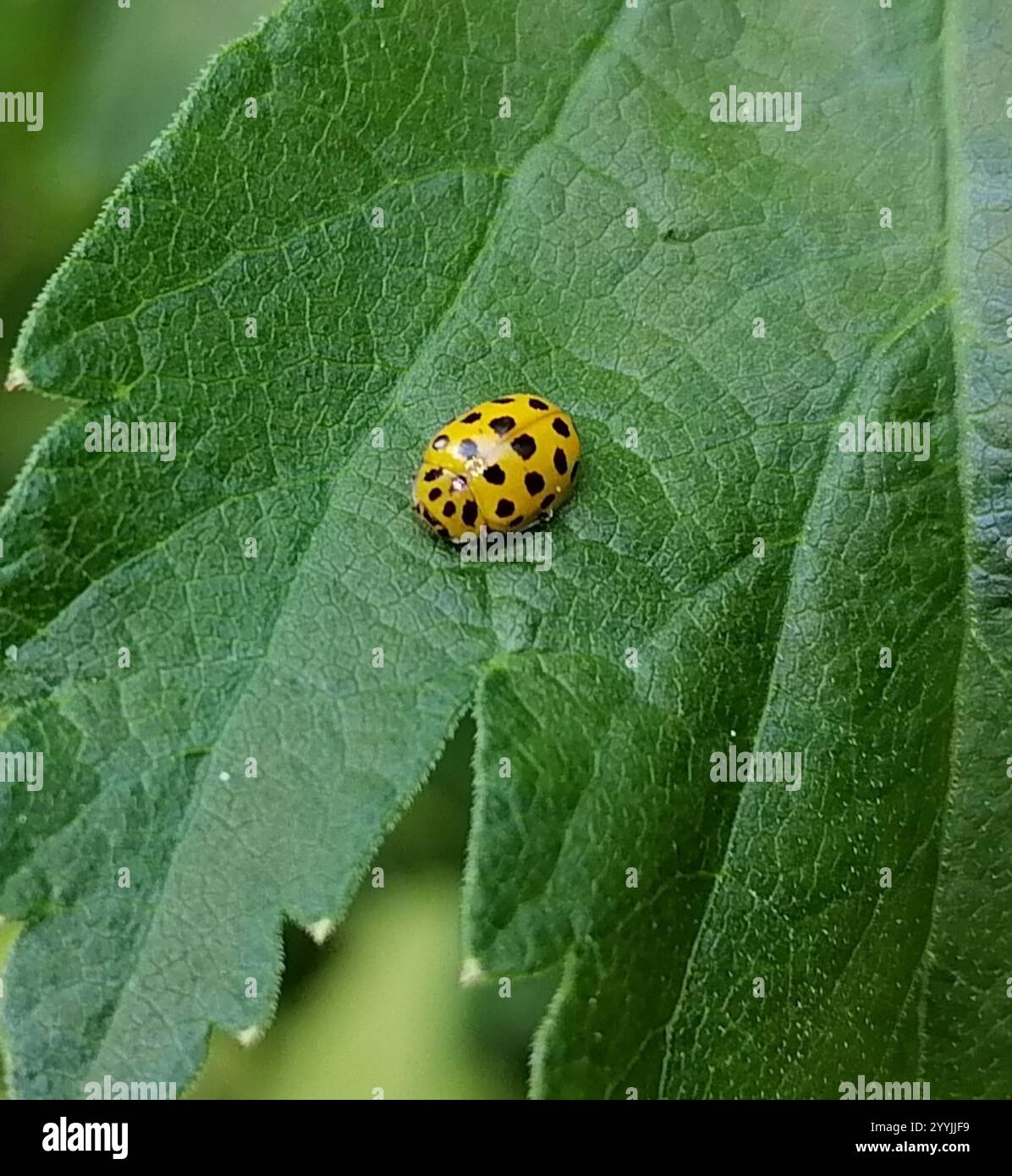 22-spot Ladybird (Psyllobora vigintiduopunctata Stock Photo - Alamy