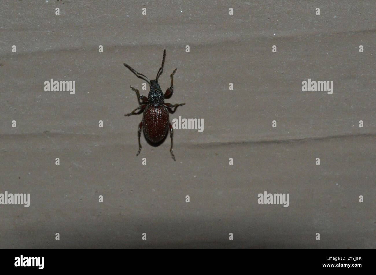 Strawberry Root Weevil (Otiorhynchus ovatus Stock Photo - Alamy