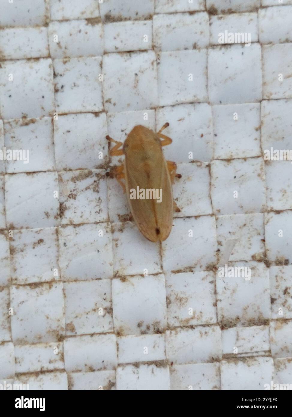 Lined Spittlebug (Neophilaenus lineatus Stock Photo - Alamy