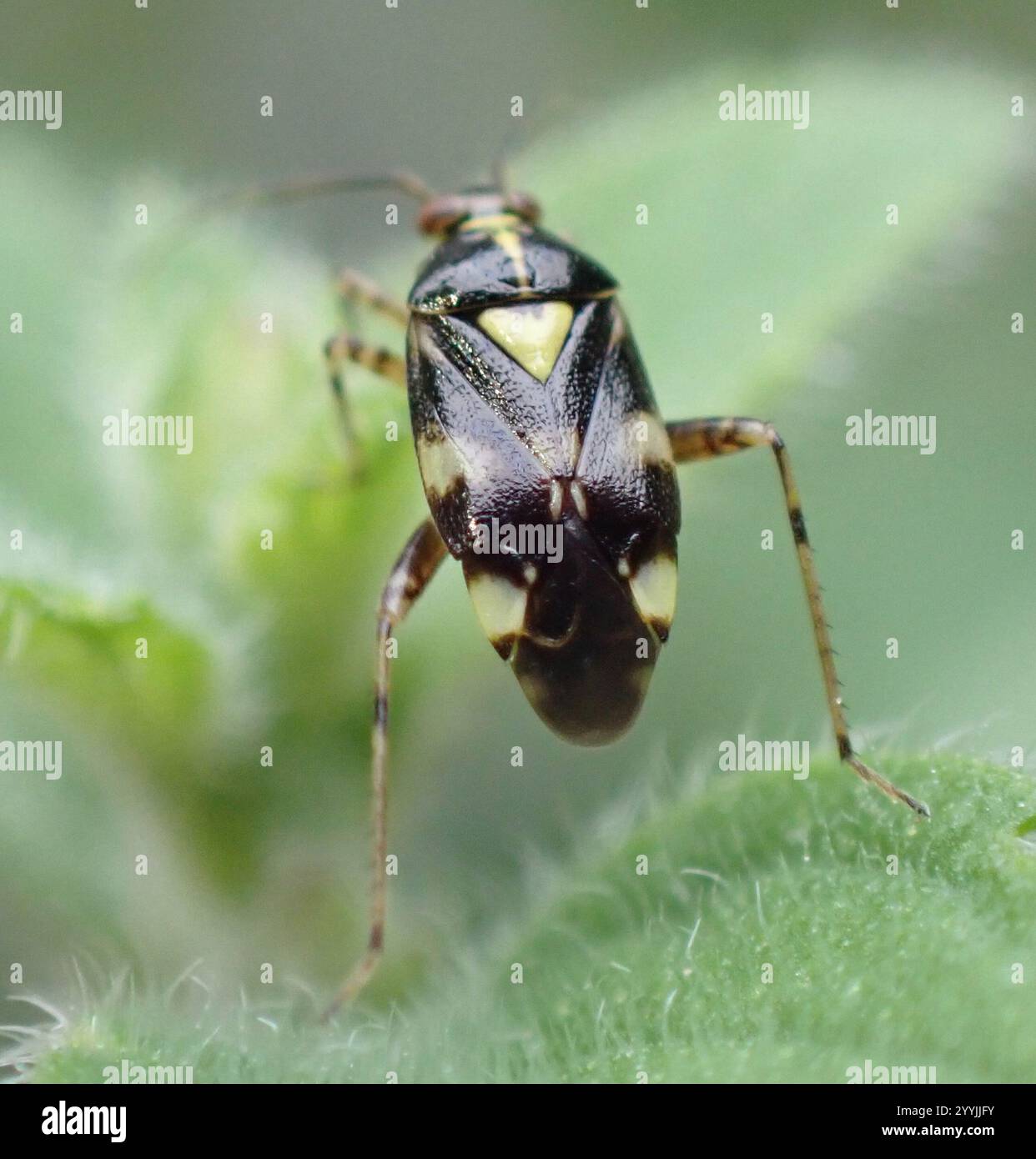 Three Spotted Nettle Bug (Liocoris tripustulatus Stock Photo - Alamy