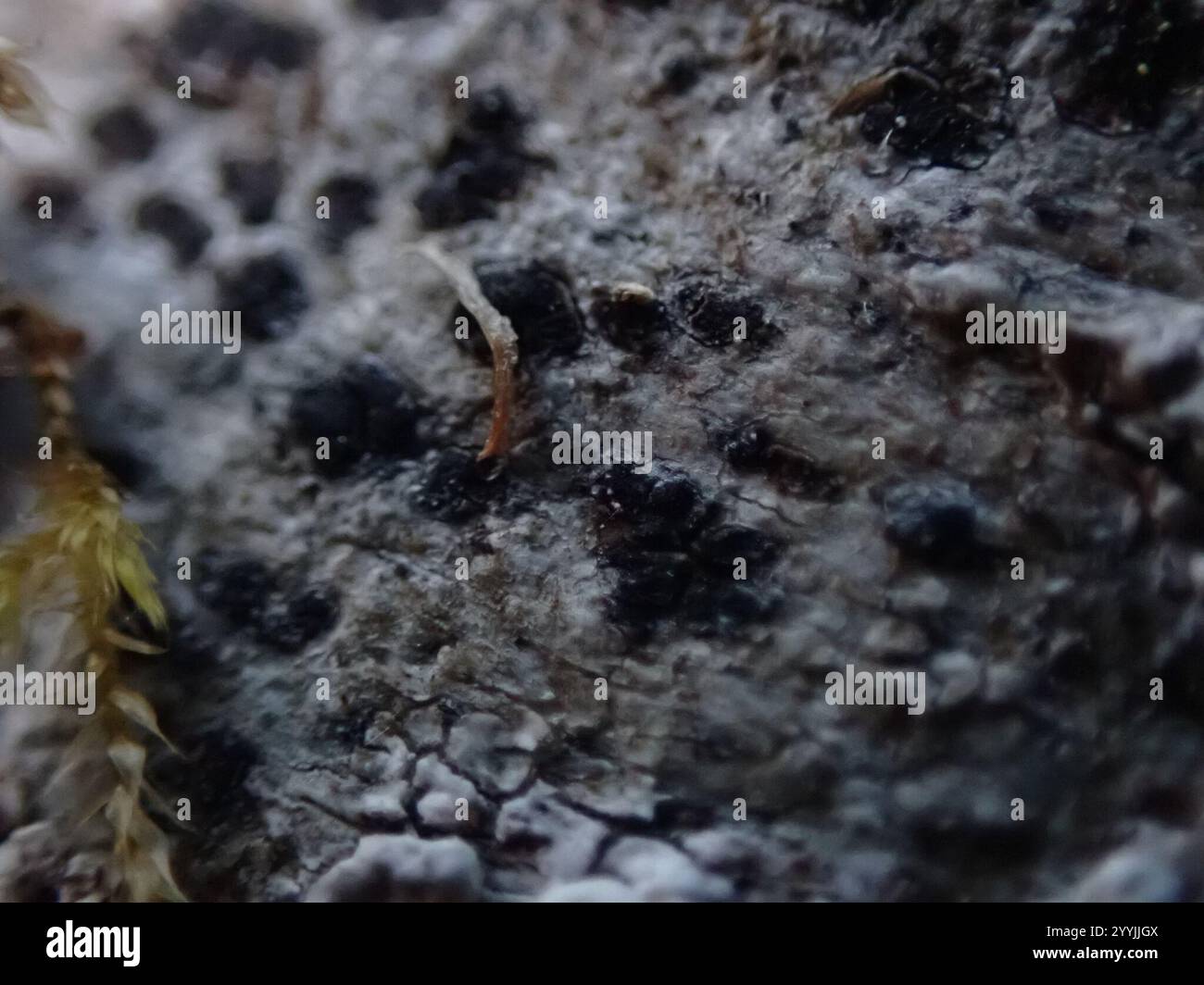 Asterisk Lichen (Arthonia radiata Stock Photo - Alamy