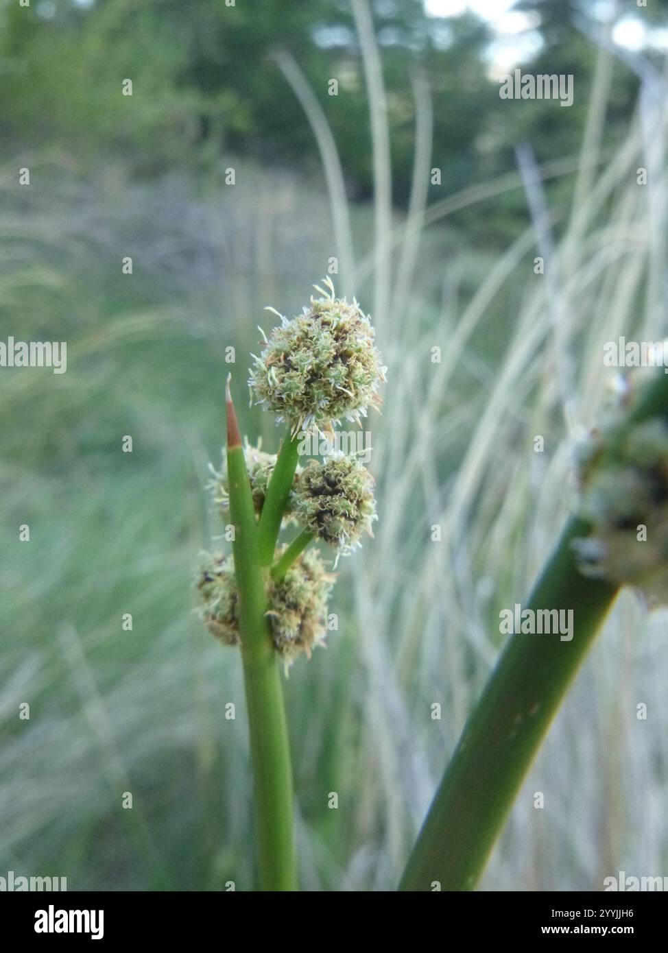 Round-headed Clubrush (Scirpoides holoschoenus Stock Photo - Alamy