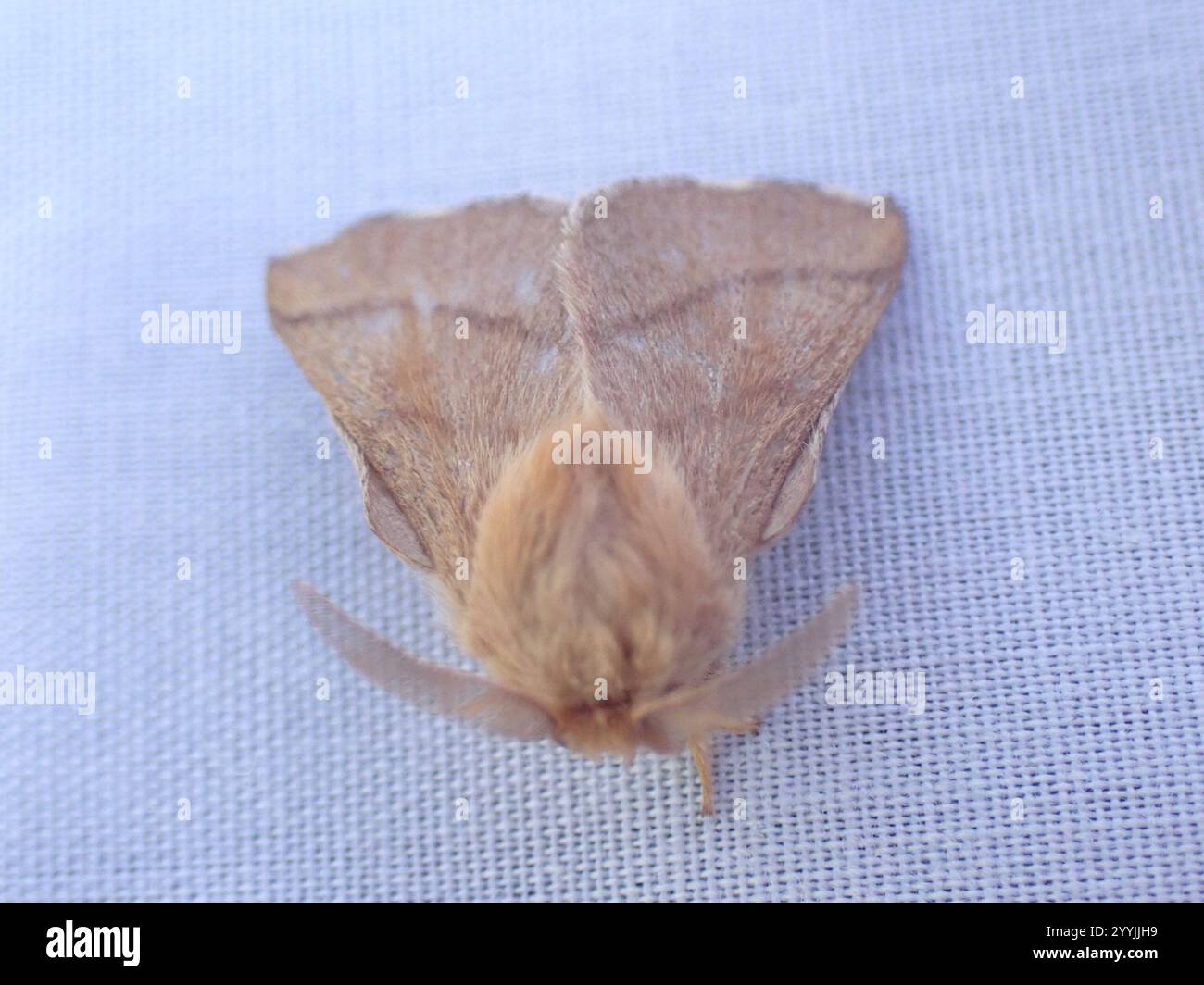 Forest Tent Caterpillar Moth (Malacosoma disstria Stock Photo - Alamy