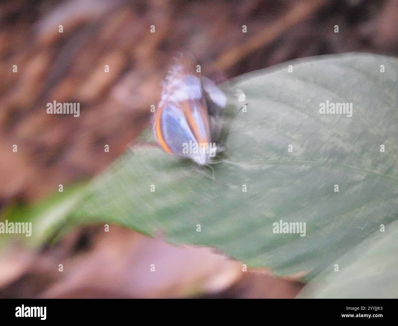 Clearwing Mimic-White (Dismorphia theucharila Stock Photo - Alamy