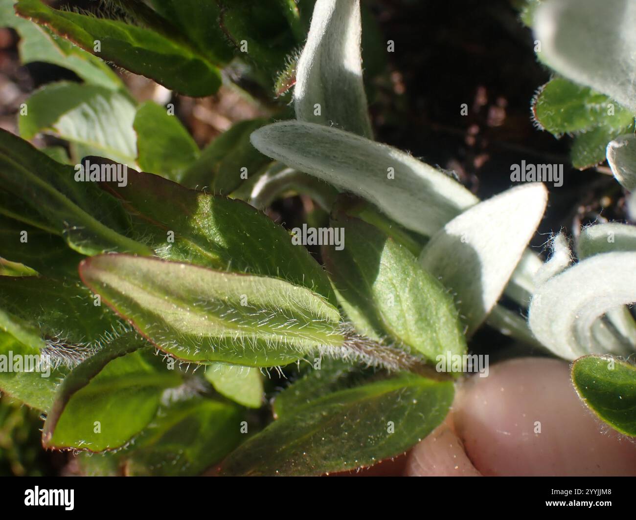 American alpine speedwell hi-res stock photography and images - Alamy