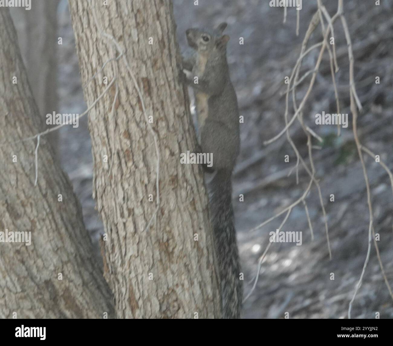 Western Gray Squirrel (Sciurus griseus Stock Photo - Alamy