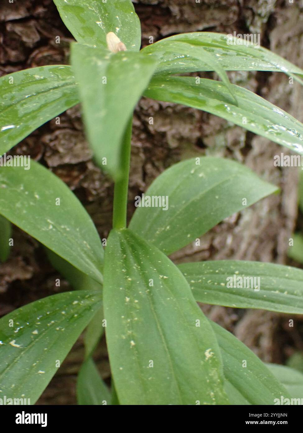 Columbia lily (Lilium columbianum Stock Photo - Alamy