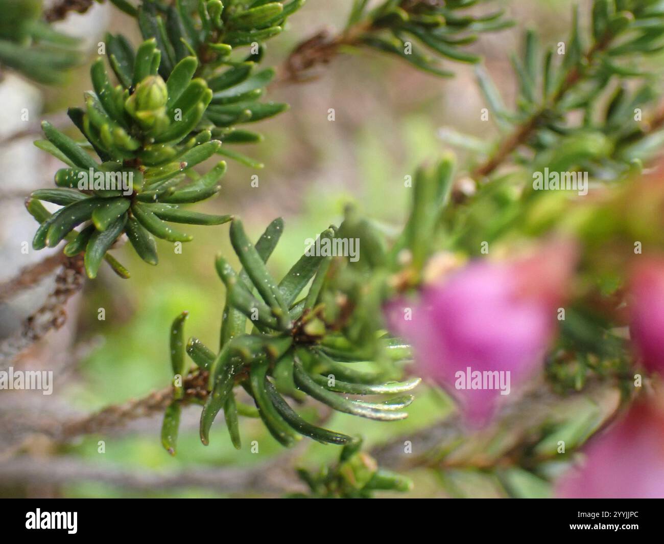 pink mountainheath (Phyllodoce empetriformis Stock Photo - Alamy