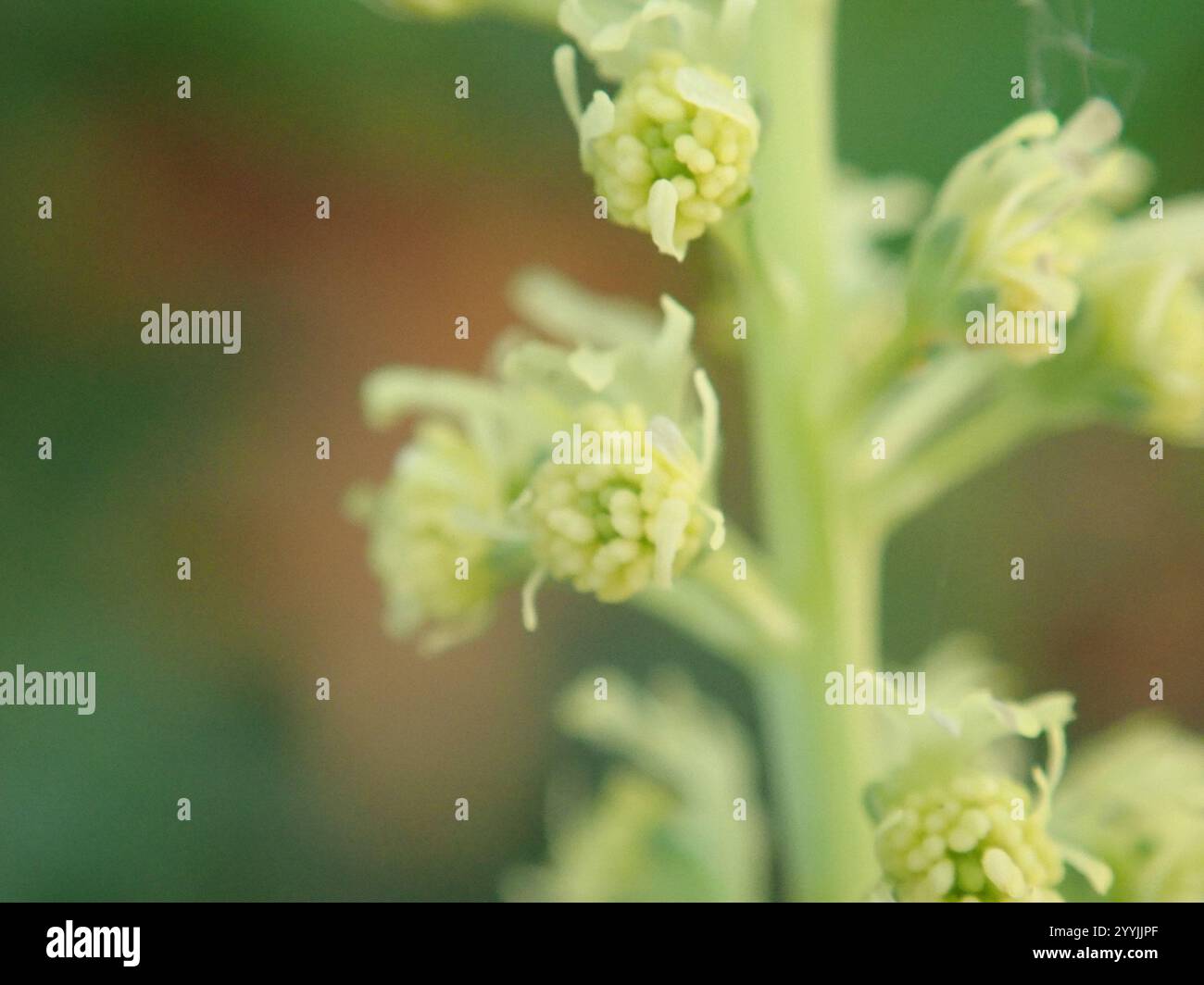 Weld (Reseda luteola Stock Photo - Alamy