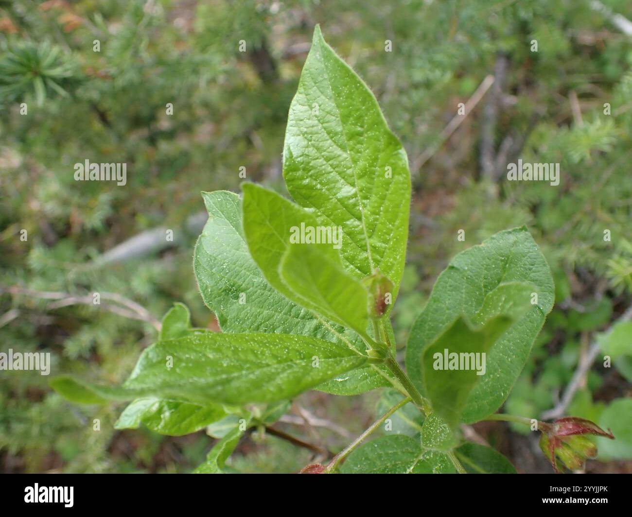 twinberry honeysuckle (Lonicera involucrata Stock Photo - Alamy