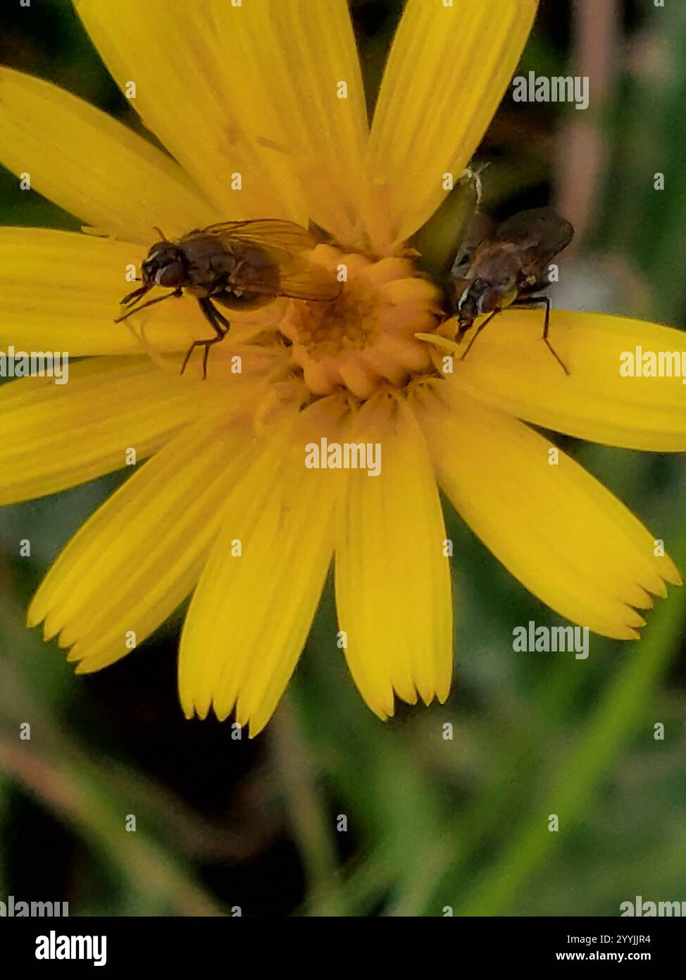 Lesser House Fly (Fannia canicularis Stock Photo - Alamy