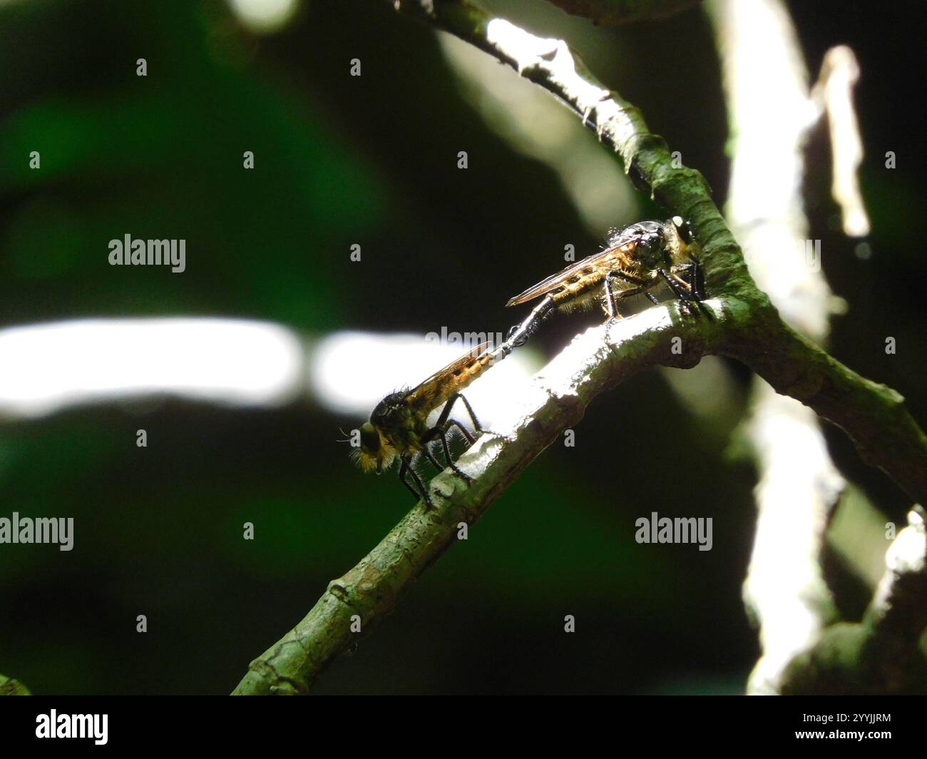 Giant Robber Flies (Promachus Stock Photo - Alamy