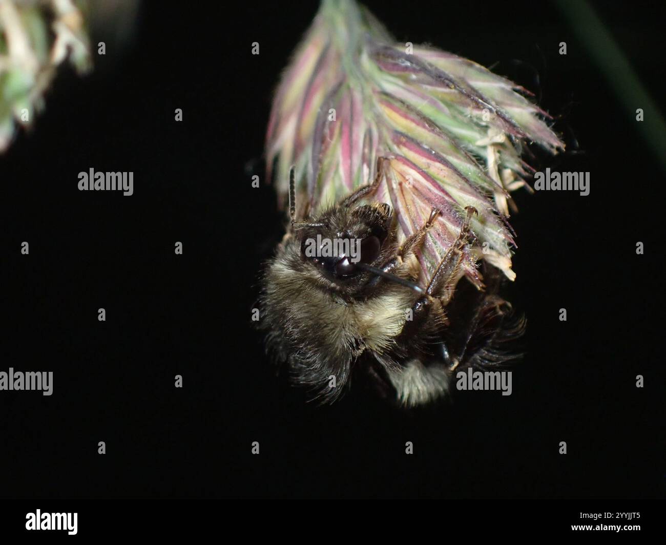 Sitka Bumble Bee (Bombus sitkensis Stock Photo - Alamy