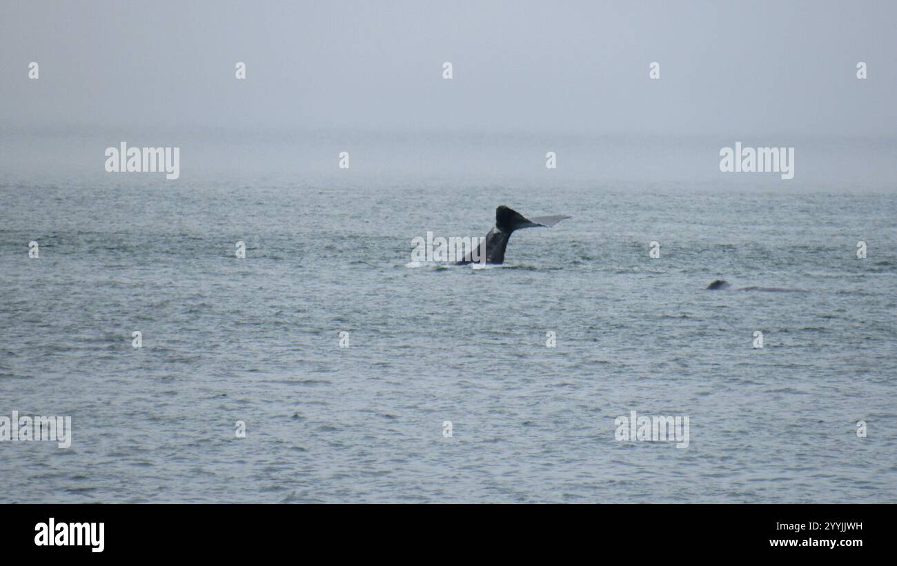 Bowhead Whale (Balaena mysticetus Stock Photo - Alamy