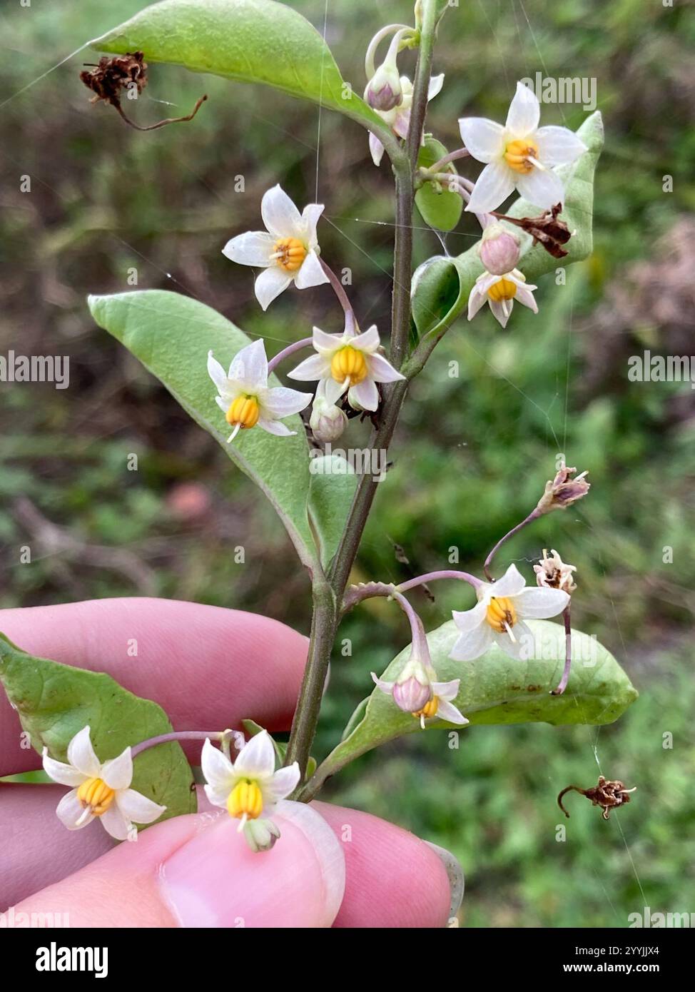 Twoleaf Nightshade Solanum Diphyllum Stock Photo Alamy