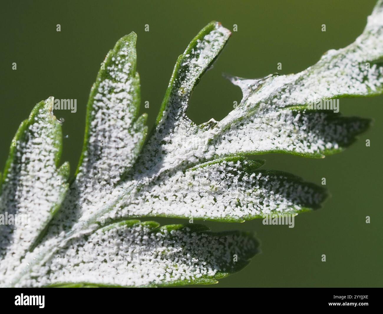silver fern (Pityrogramma calomelanos Stock Photo - Alamy