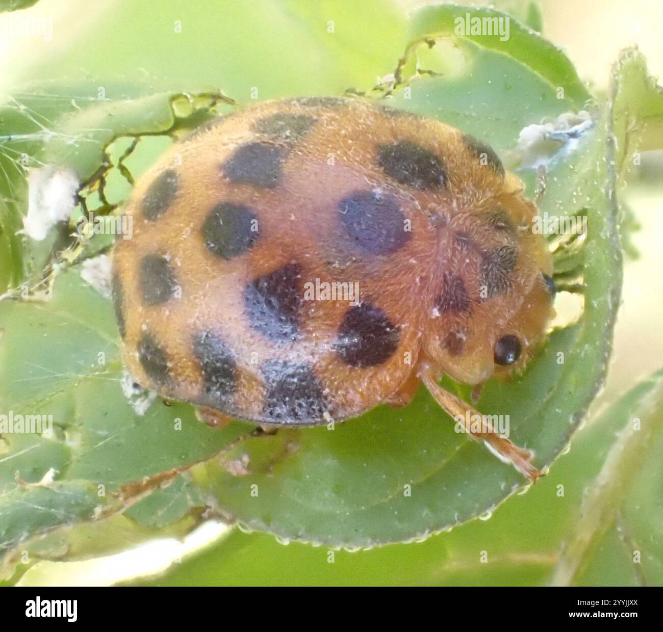 Hadda Beetle (Henosepilachna vigintioctopunctata Stock Photo - Alamy