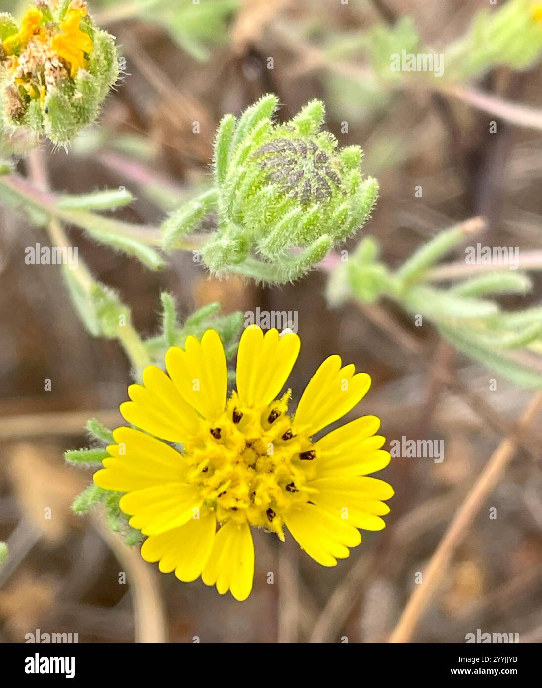 Coastal Tarweed (Deinandra corymbosa Stock Photo - Alamy