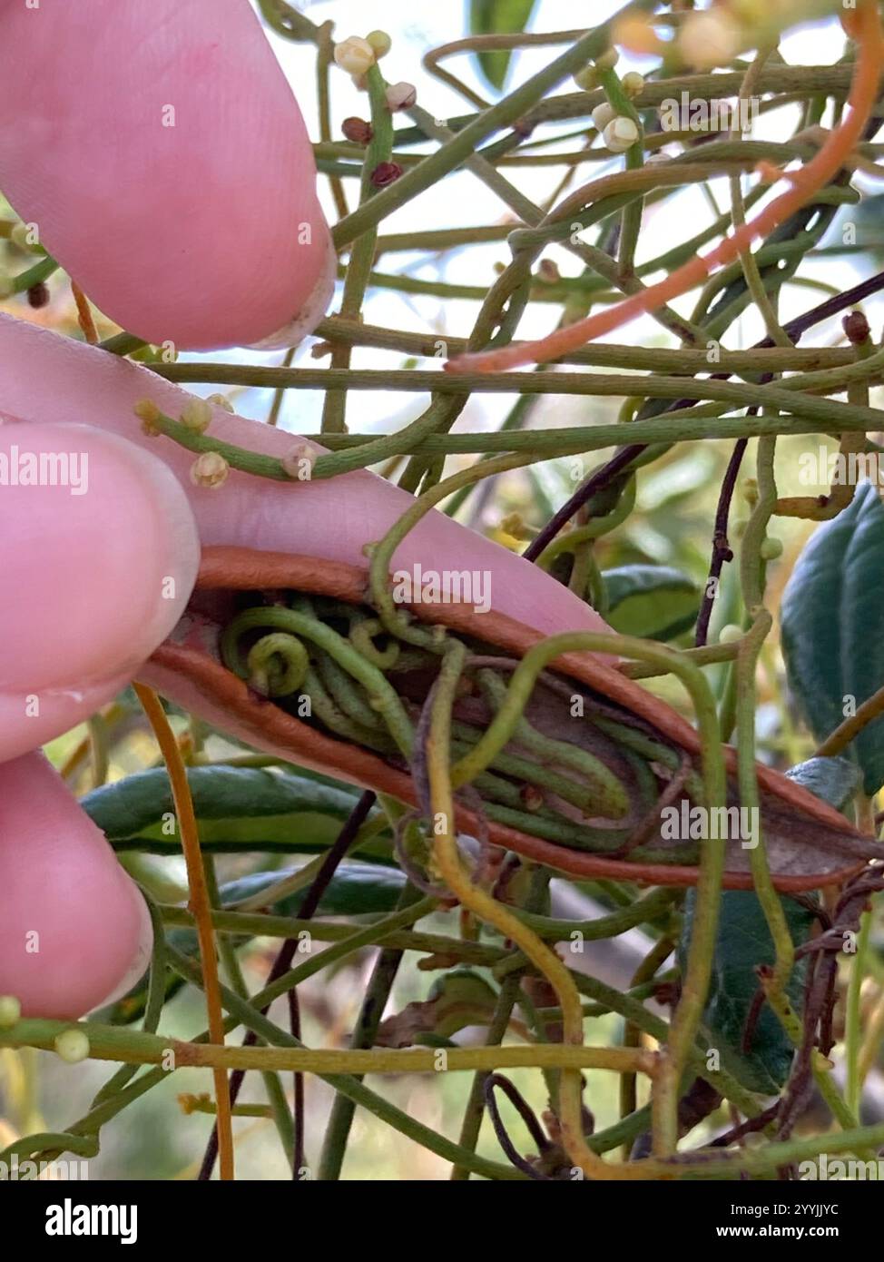laurel dodder (Cassytha filiformis Stock Photo - Alamy