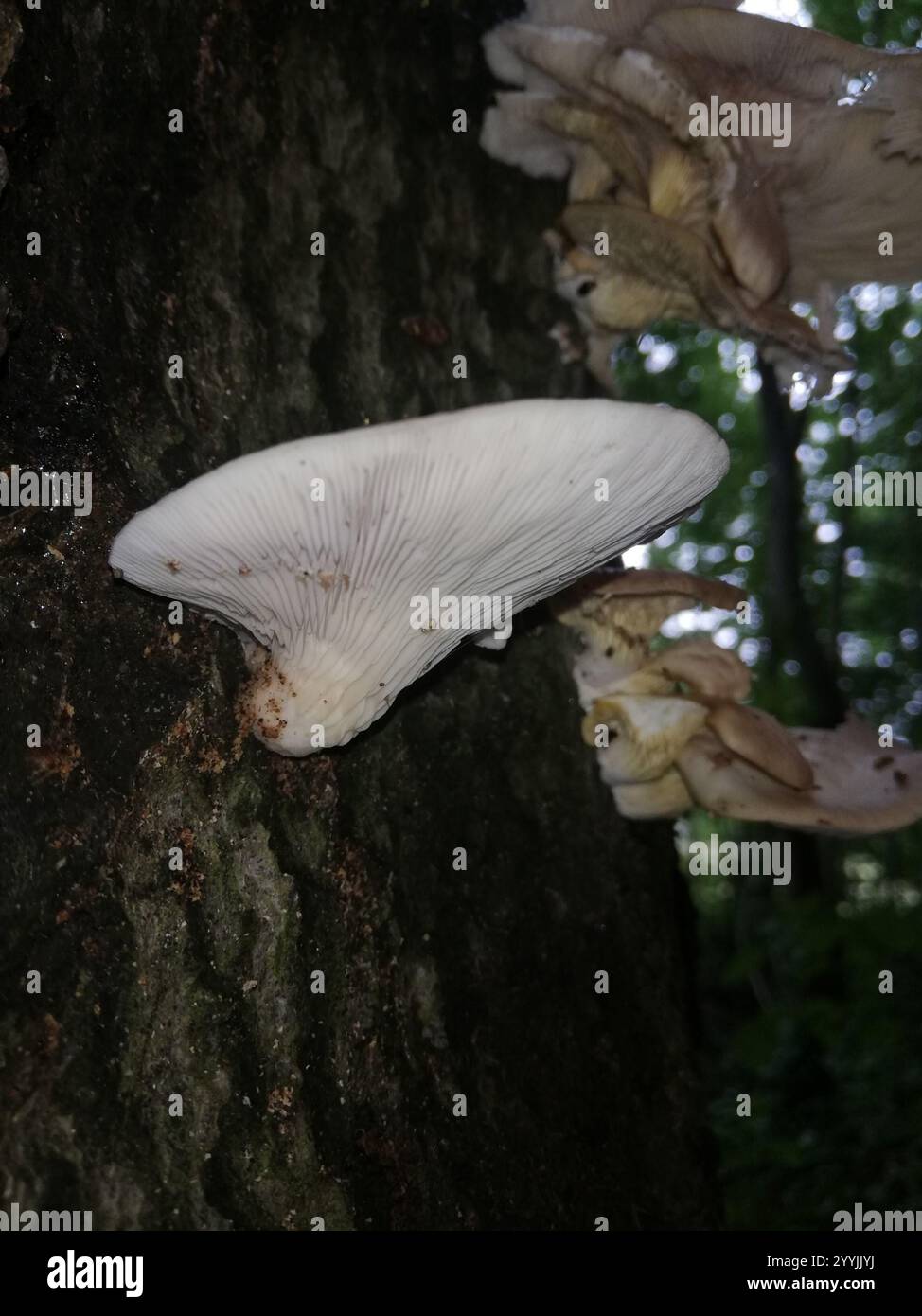 pale oyster (Pleurotus pulmonarius Stock Photo - Alamy