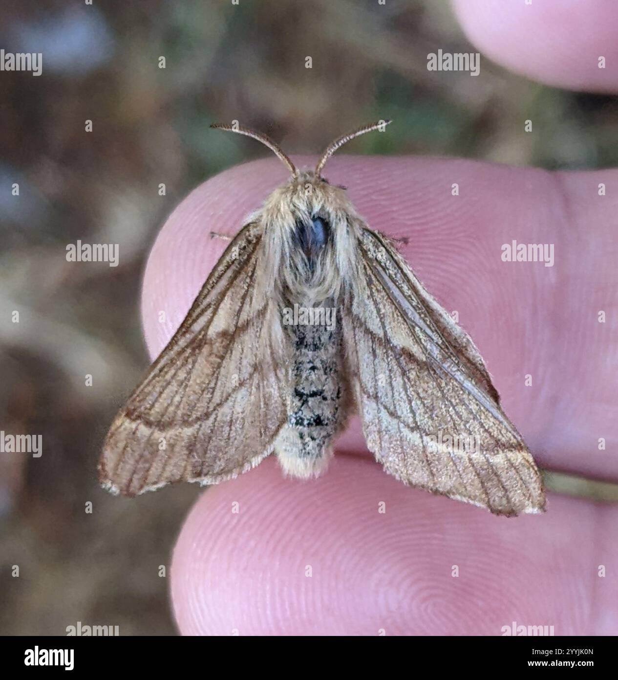 Forest Tent Caterpillar Moth (Malacosoma disstria Stock Photo - Alamy