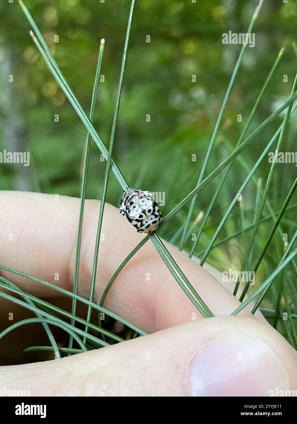 Common Willow Calligrapher Beetle (Calligrapha multipunctata Stock ...