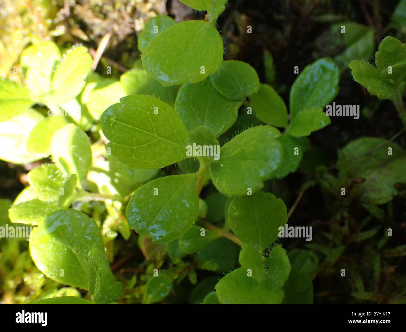 Twinflower (Linnaea borealis Stock Photo - Alamy