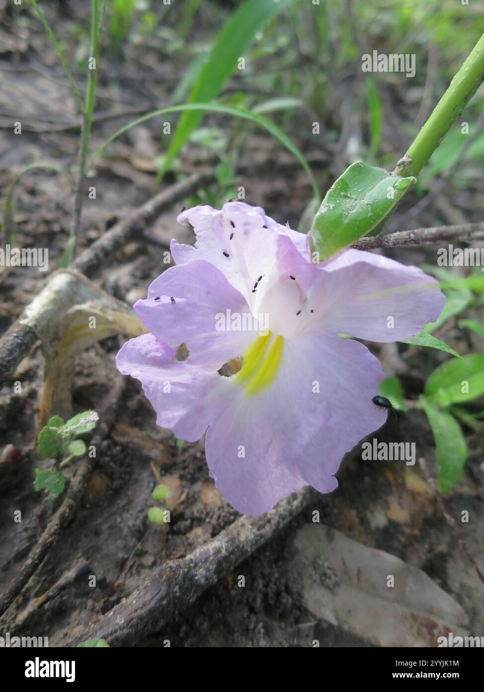 Natal ginger (Siphonochilus aethiopicus Stock Photo - Alamy