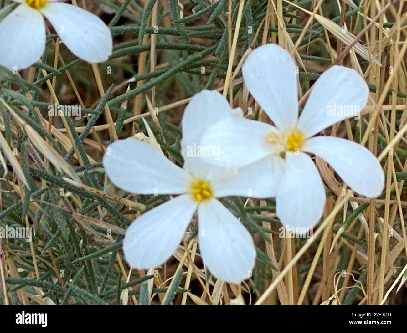 Many-flowered Linanthus (Leptosiphon floribundus Stock Photo - Alamy