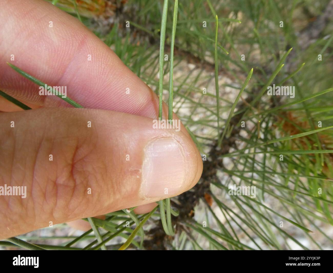 red pine (Pinus resinosa Stock Photo - Alamy