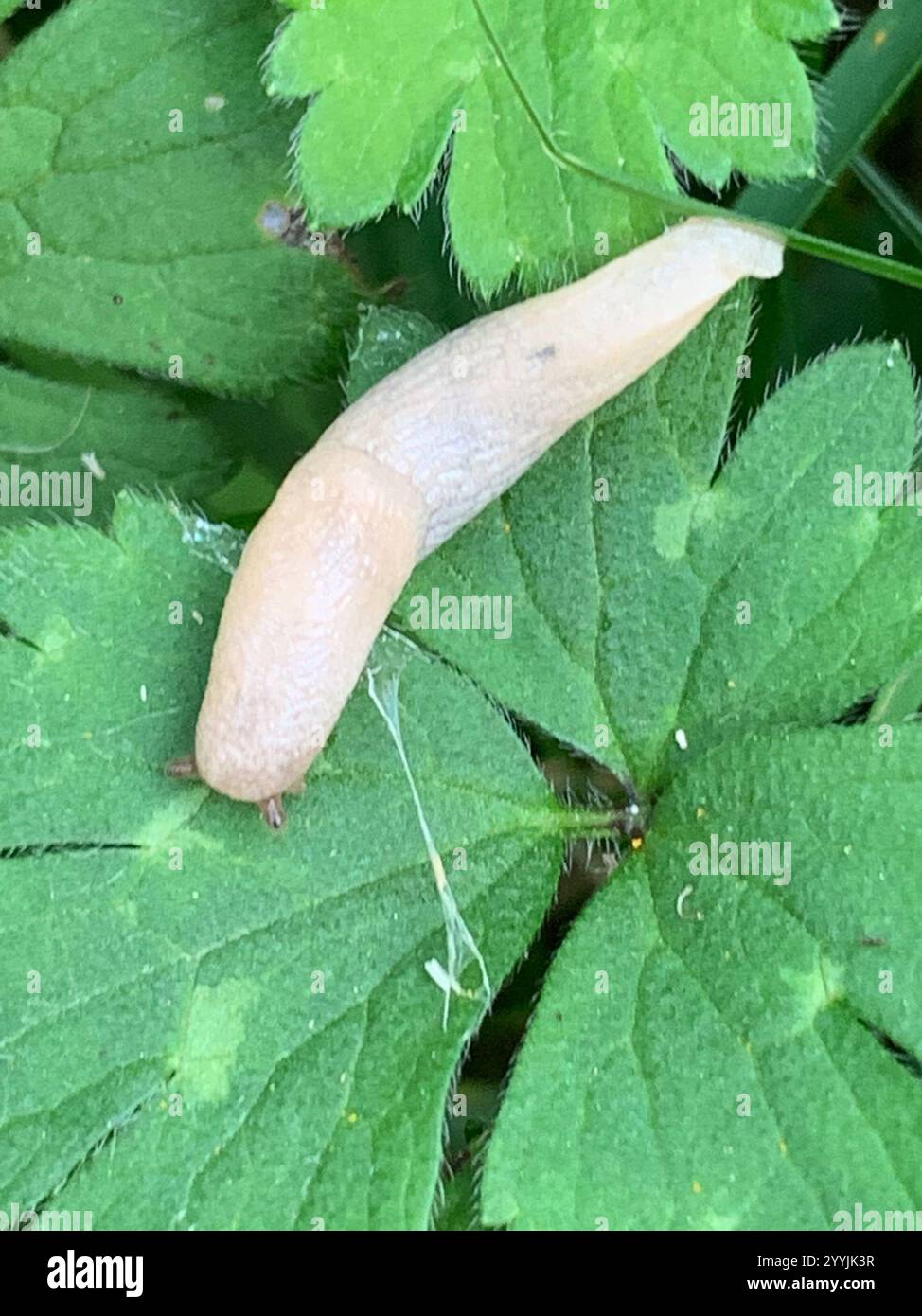 Milky Slug (Deroceras reticulatum Stock Photo - Alamy