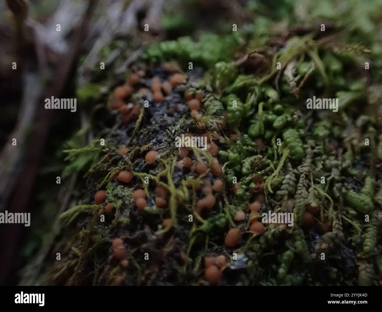 Moss Shingle Lichen (Fuscopannaria praetermissa Stock Photo - Alamy