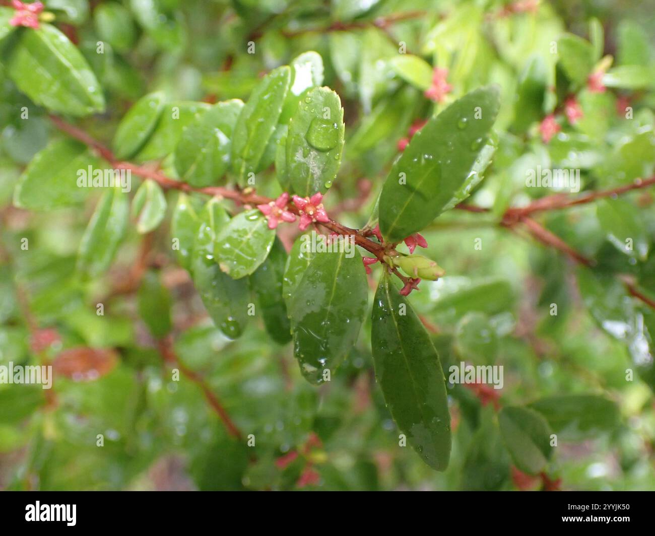 Oregon Boxwood (Paxistima myrsinites Stock Photo - Alamy