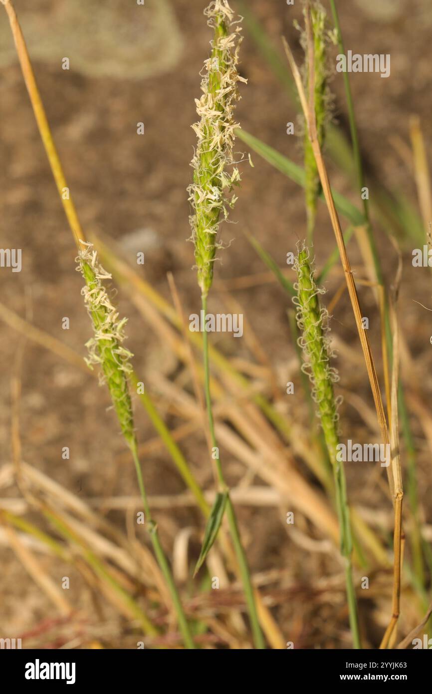 Black-grass (Alopecurus myosuroides Stock Photo - Alamy