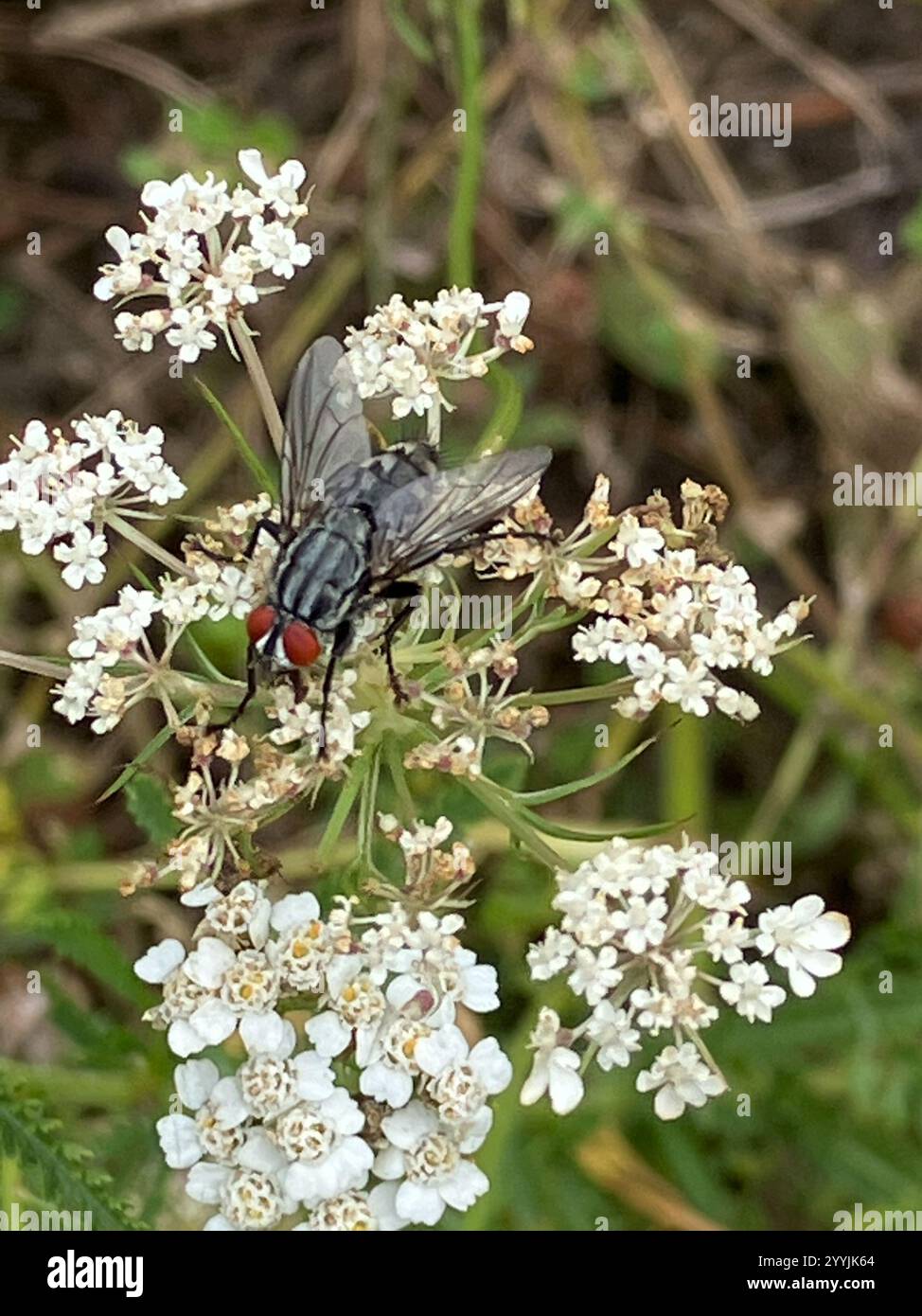 Common Flesh Flies (Sarcophaga Stock Photo - Alamy