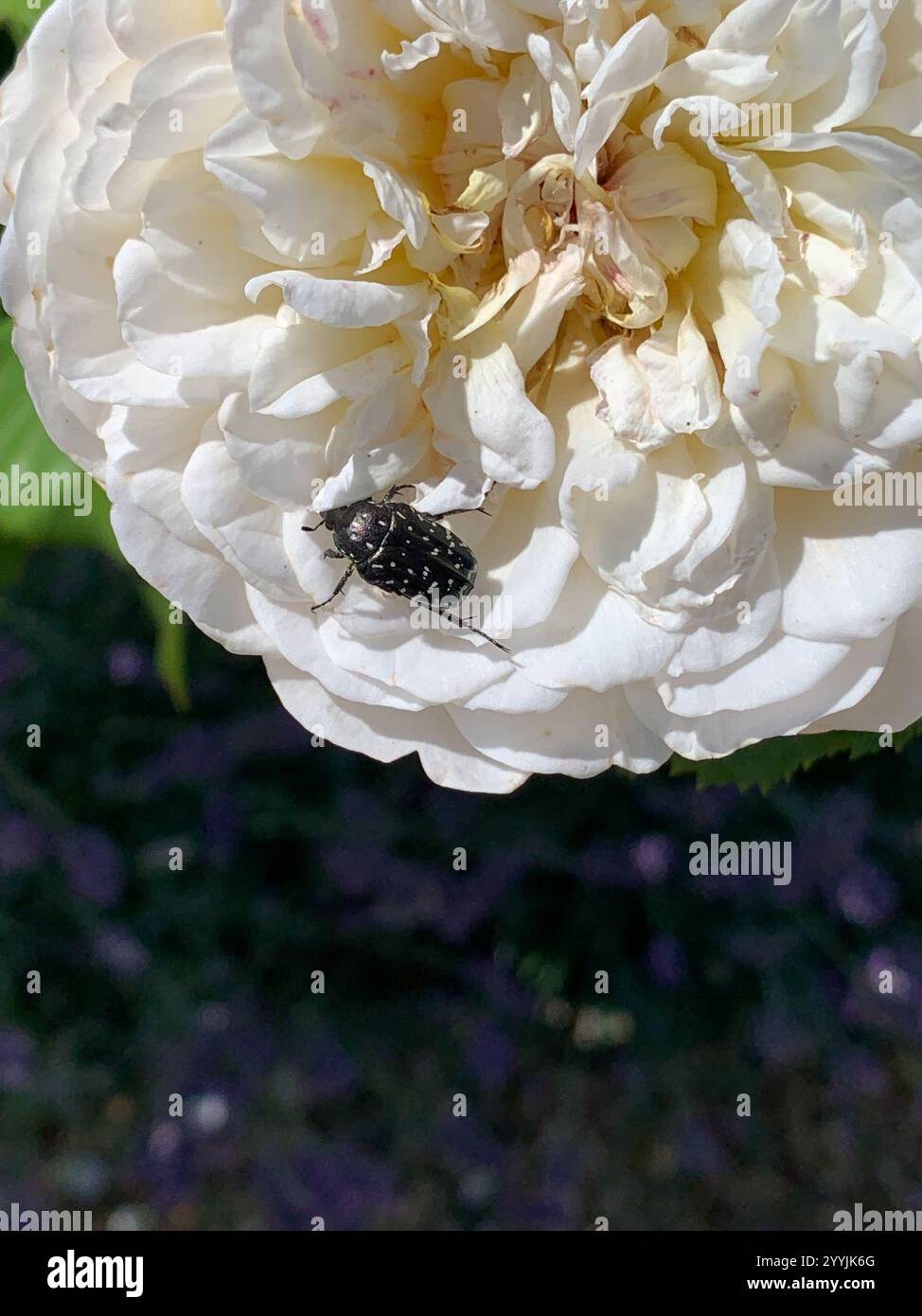 Mediterranean Spotted Chafer (Oxythyrea funesta Stock Photo - Alamy