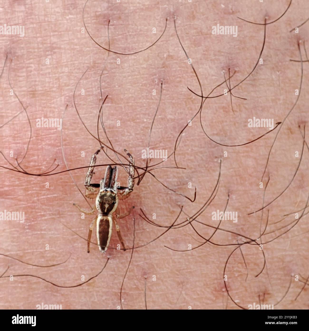 Common Hentz Jumping Spider (Hentzia palmarum Stock Photo - Alamy