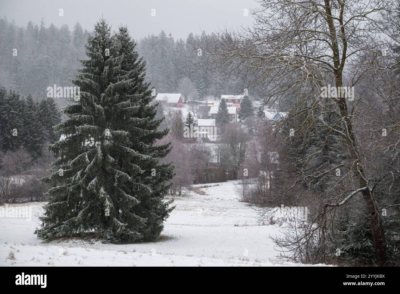22 December 2024, Bavaria, Fichtelberg: A conifer stands in a meadow in ...