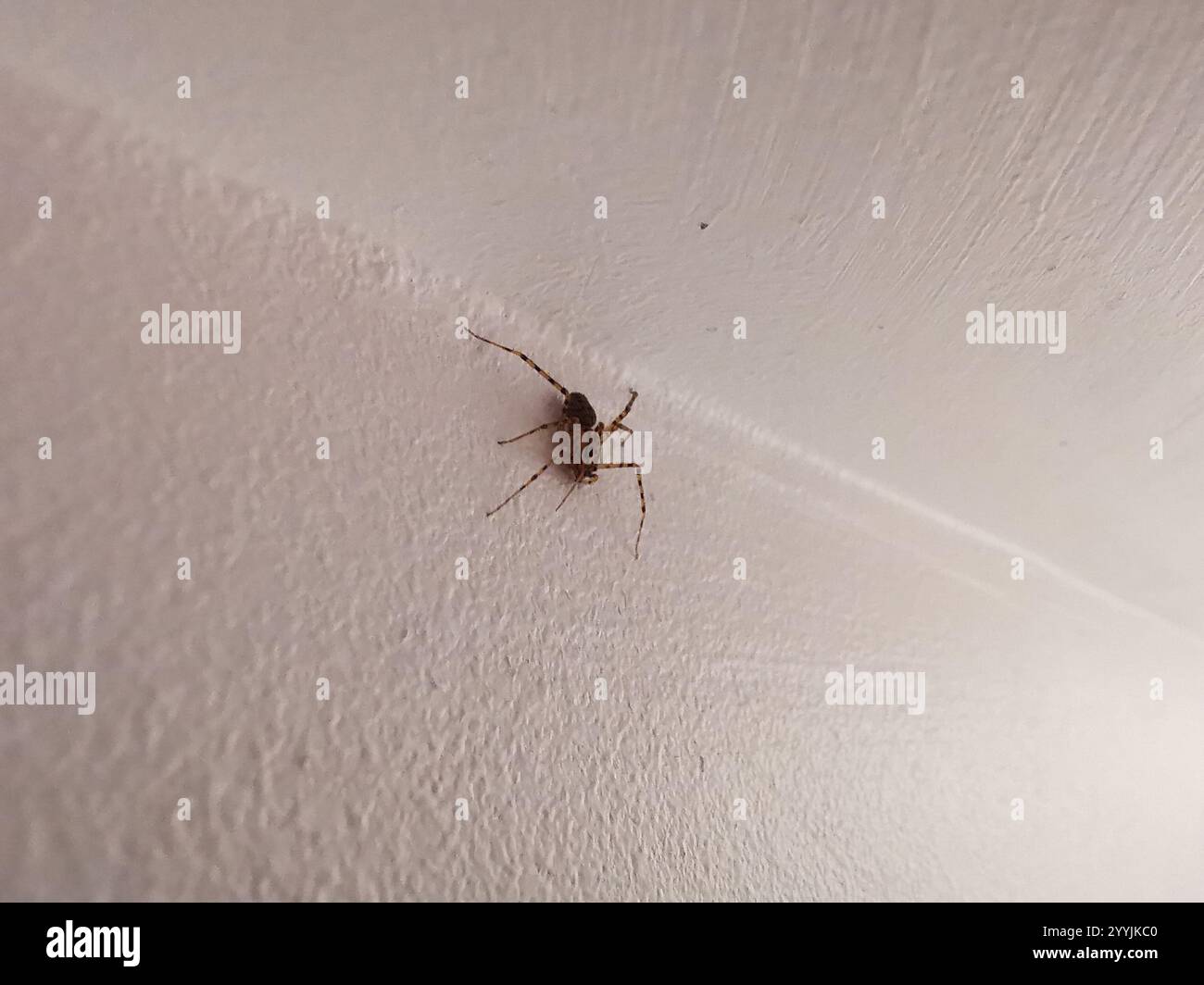 Common Spitting Spider (Scytodes thoracica Stock Photo - Alamy